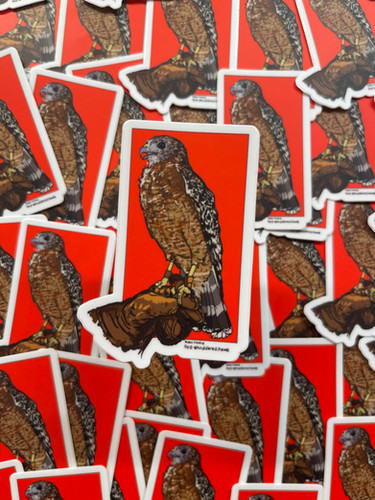 Red Shouldered Hawk Sticker | Old Florida Vibes