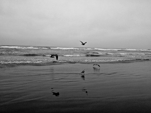 Bird Gif Flying