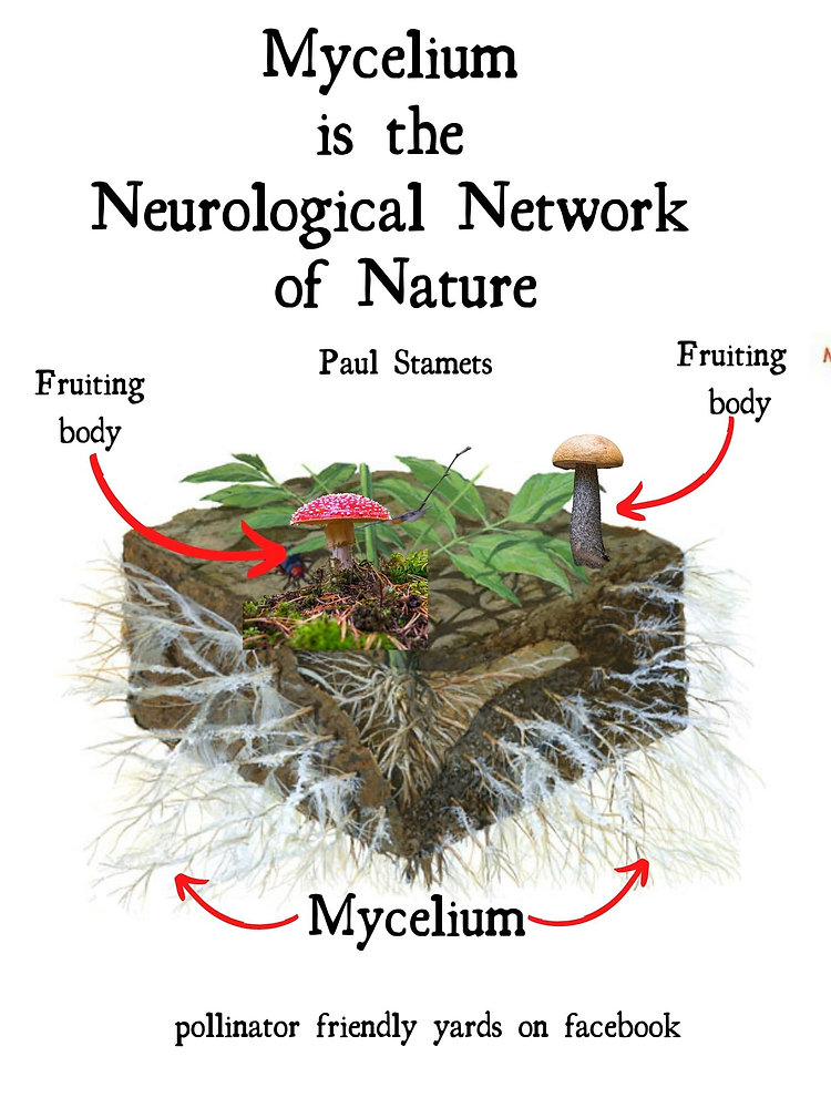 Mycelium and soil