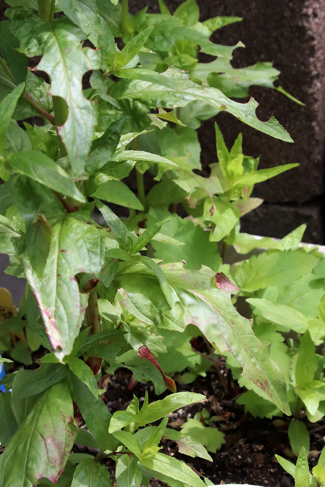Leaf cutting bees handiwork