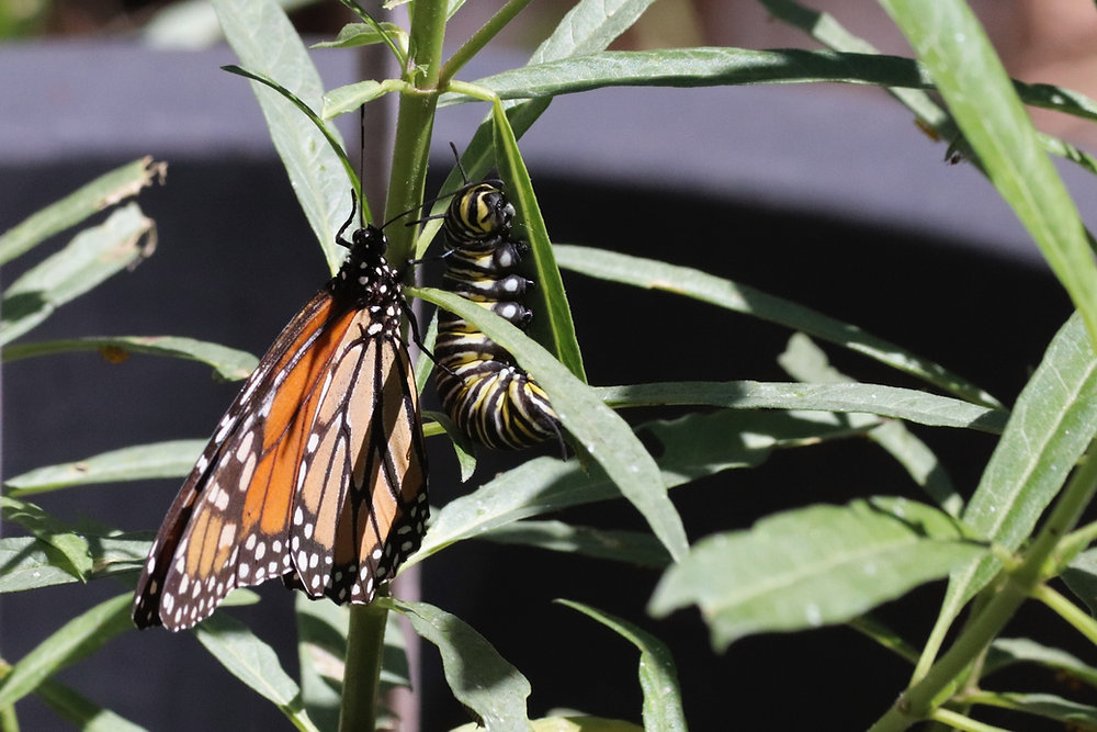 Mama Monarch encounters Monarch caterpillar