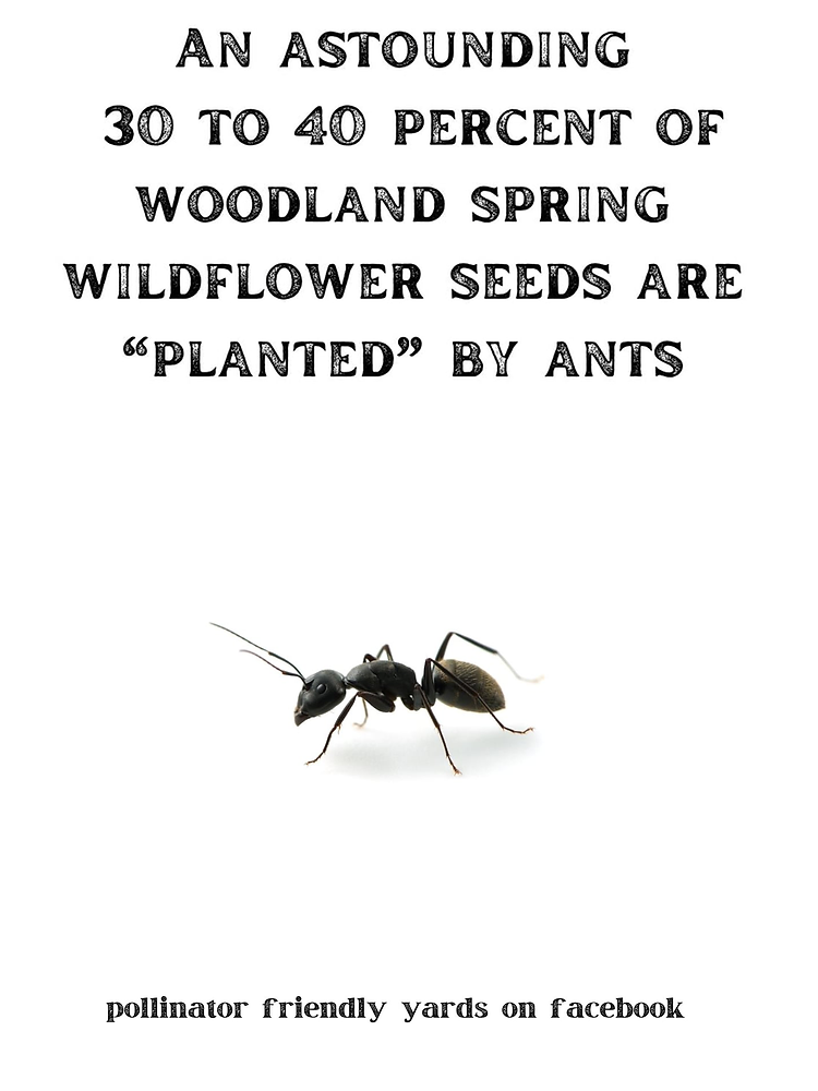 Ants are pollinators