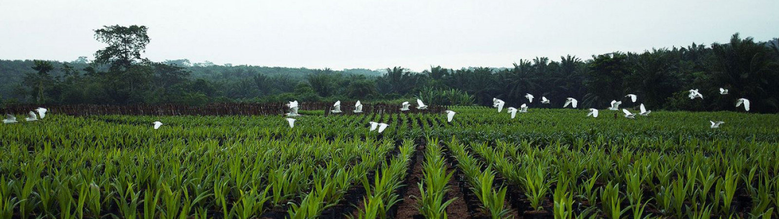 Feronia | Phatisa Limited