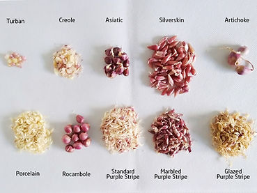 Home | Gourmet Garlic