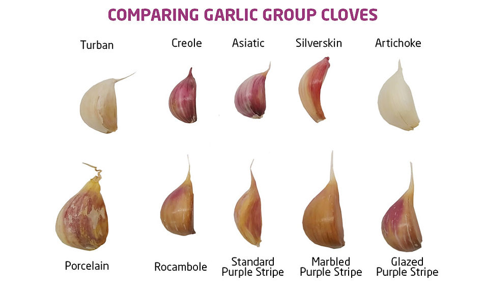 Garlic Growing Guide | Gourmet Garlic