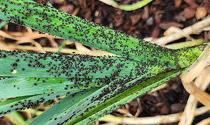 garlic plant problems