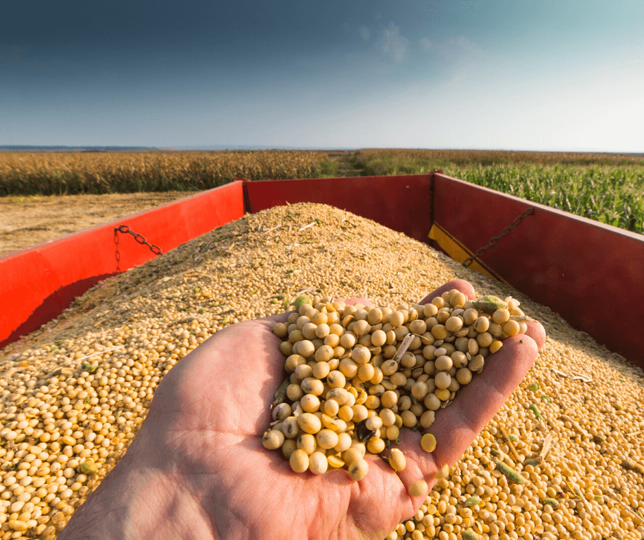 4 Curiosidades Sobre a Soja Brasileira