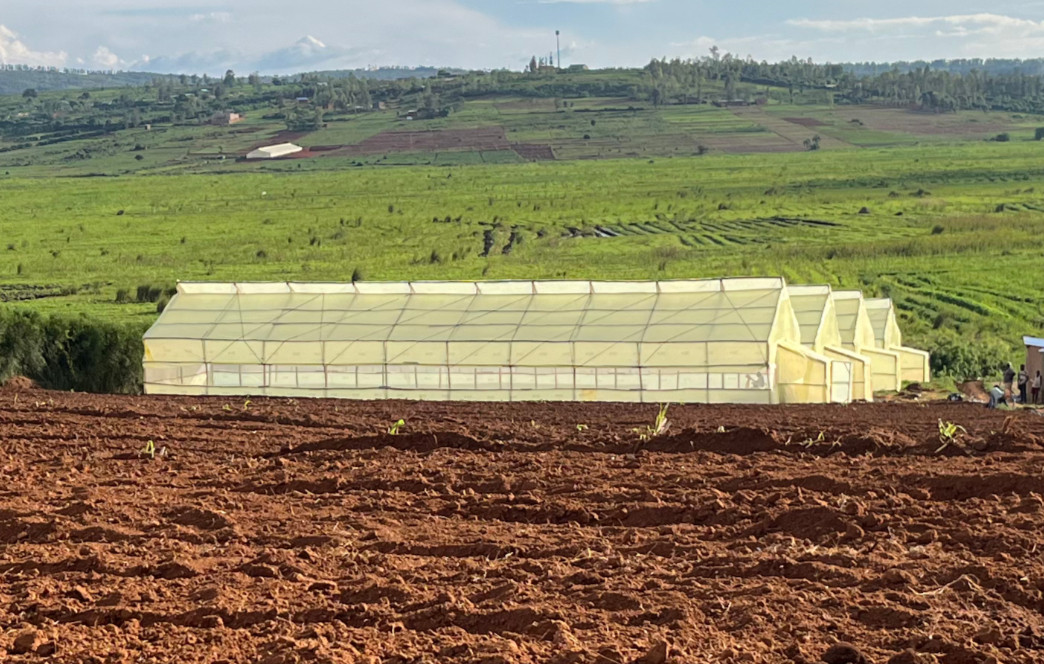 Njenga Greens | Greenhouses & Irrigation | Rwanda