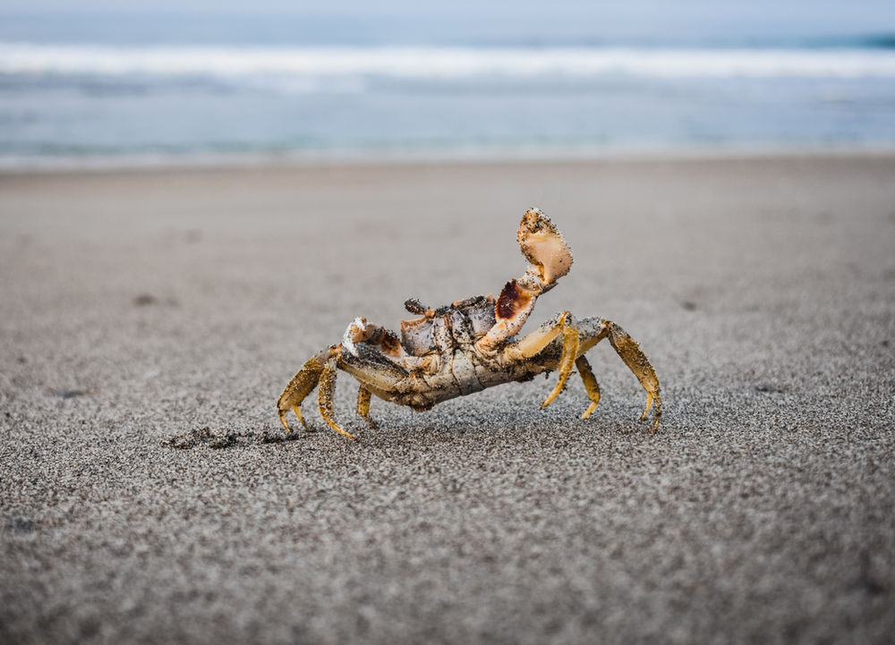 "Dry" and "liquid" chitosan in stormwater treatment.