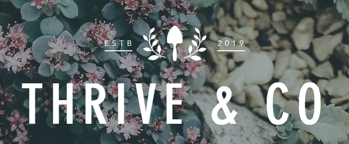 Succulents | Thrive & Co