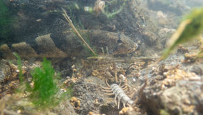 Mountains to Sea | EMR and WBC