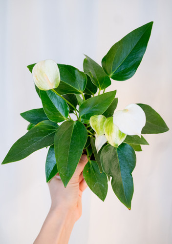 Anthurium White | My Site