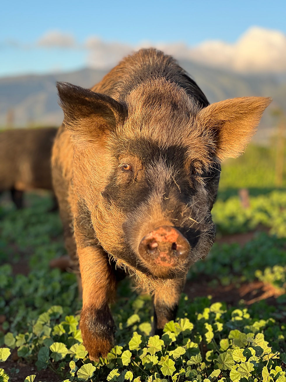 Maui Pig Sanctuary | rescue | Makawao, HI, USA