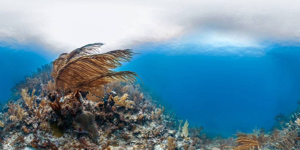 IntelliReefs | Coral Reef Restoration and Preservation