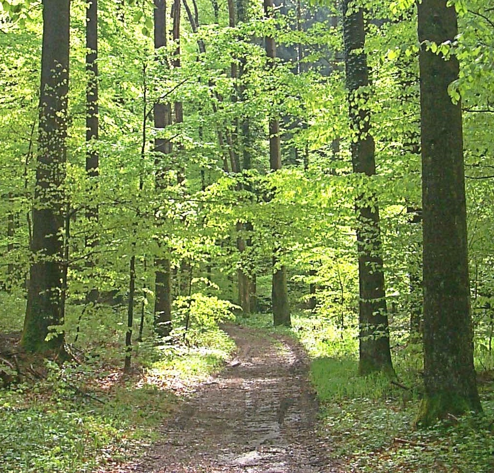 Friedwald | bestattungenallweier