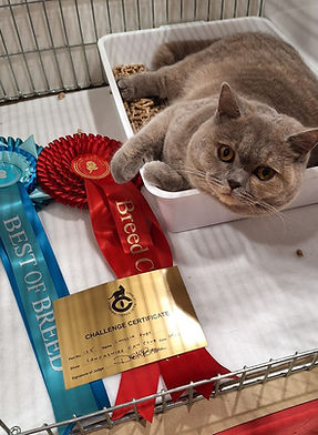 Show News | Chessur cats