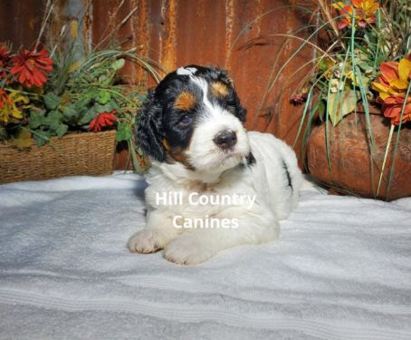 Tri Colored Standard | ftmason-bernedoodles