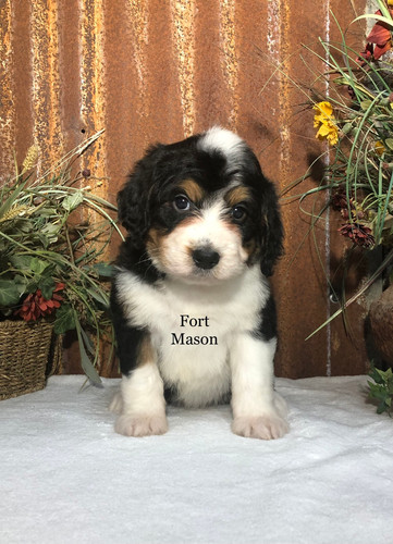 Ginger (Reserved) | ftmason-bernedoodles