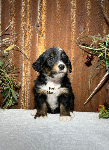 Ginger (Reserved) | ftmason-bernedoodles