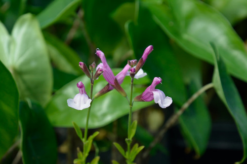 Salvia Joy | Botanico