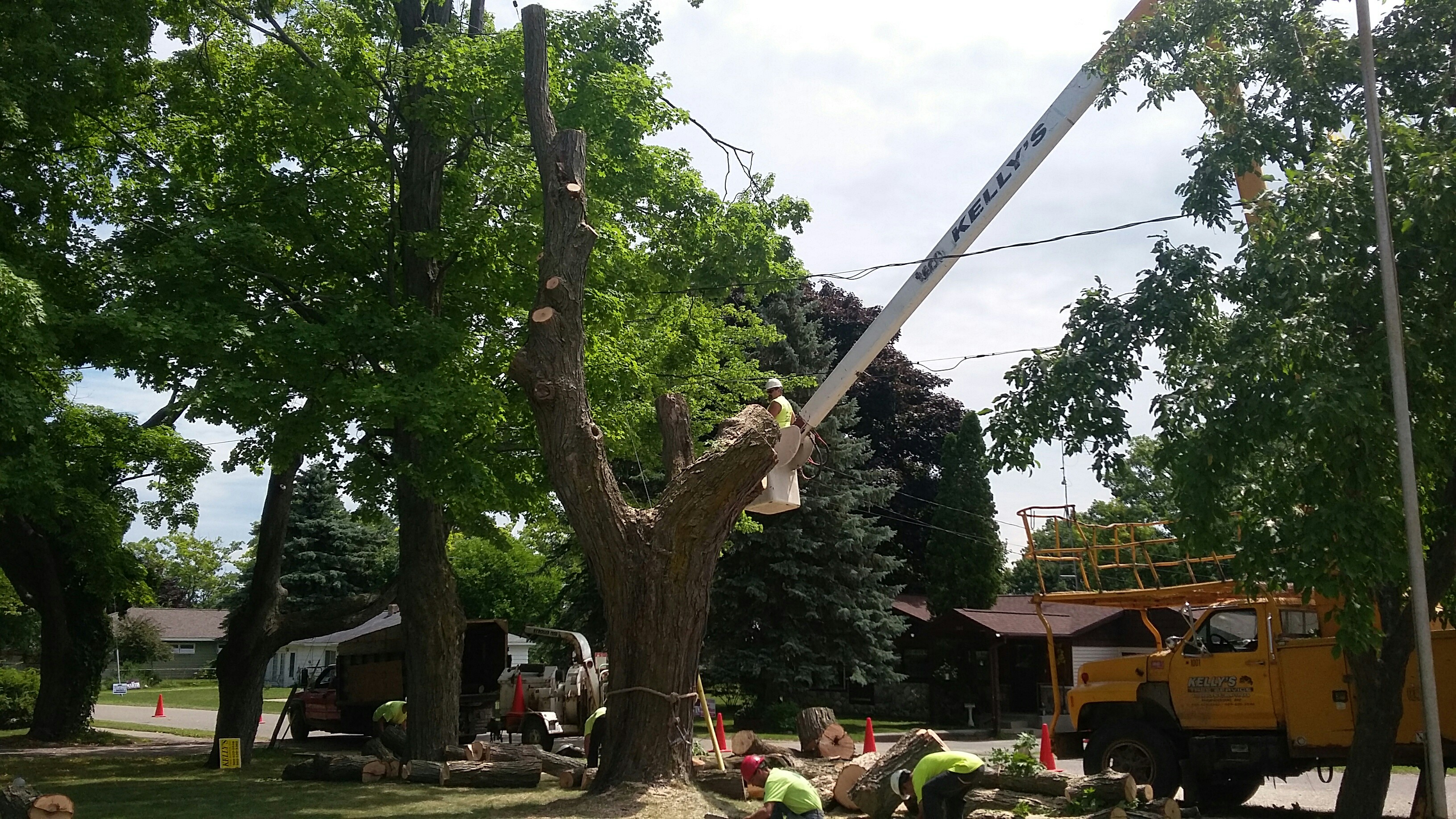 Tree Removal | Harrison | Kelly's Tree Service, LLC
