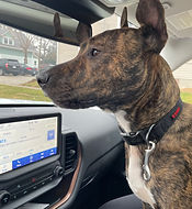 Found Dogs | Iowa Pet Alert