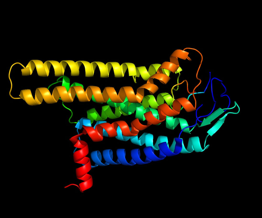 Visualising structure of MC4R protein could aid obesity treatments