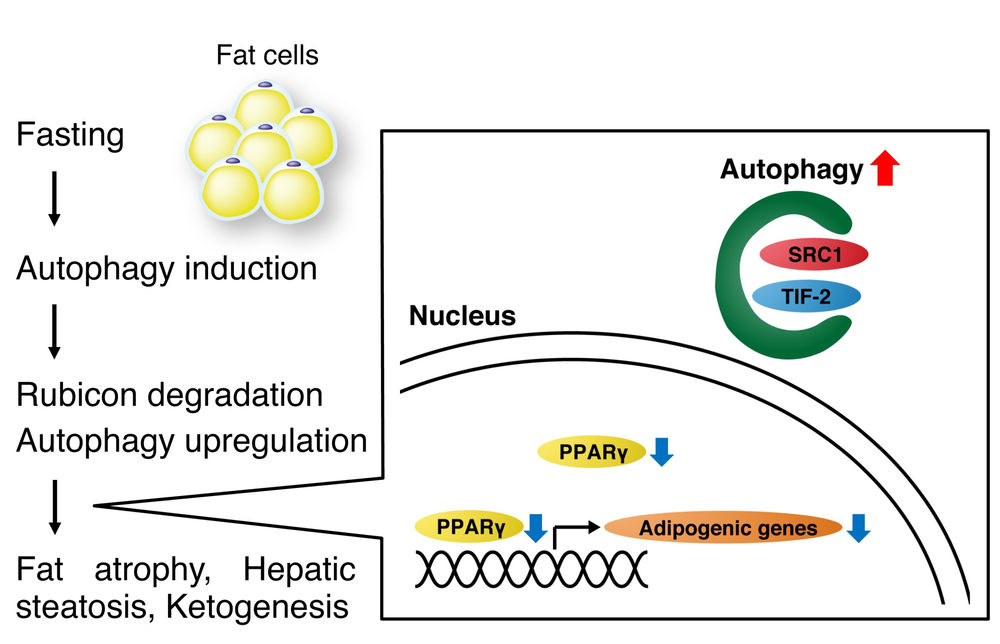 How autophagy is involved in the body's metabolic response to fasting