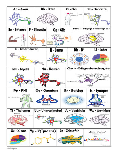 ABCs of Neuroscience Alphabet Chart | Little Sapiens