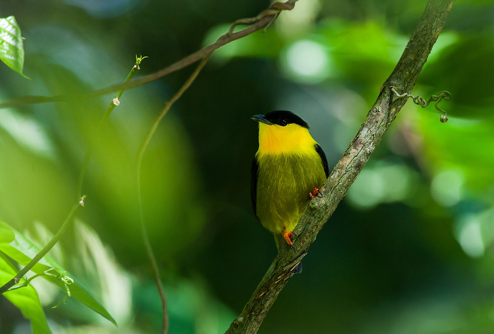 Jungle Birds Of Panama