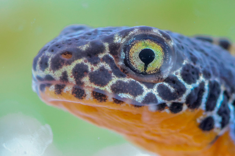 How To Photograph Newts