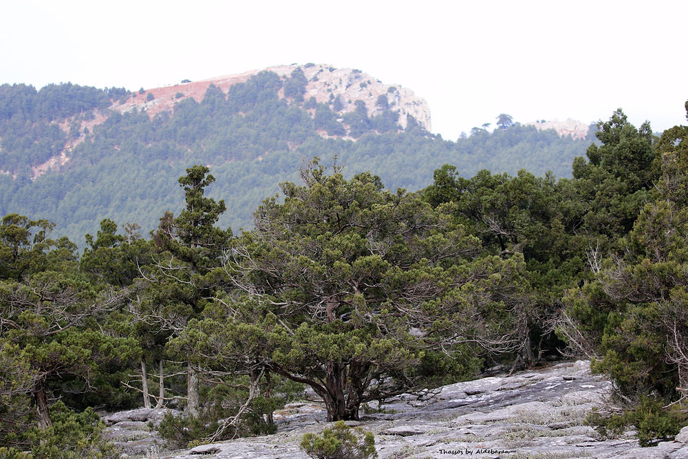 Greek juniper (Juniperus excelsa)