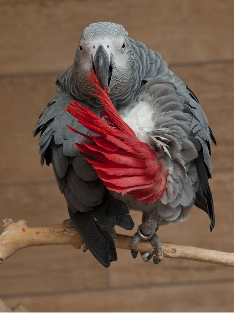 Red Feathers on Grey Parrots