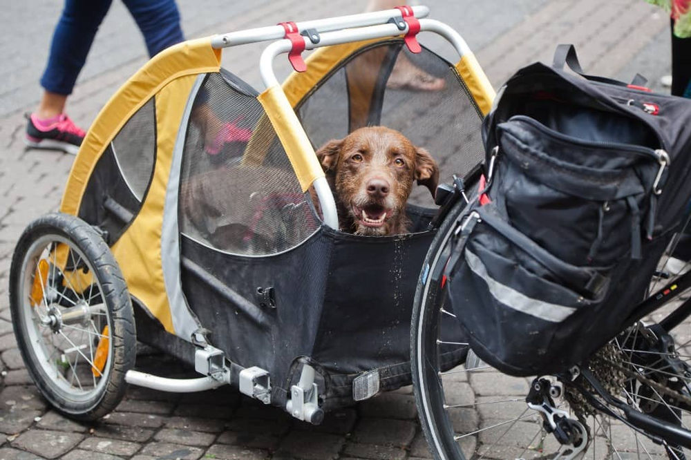 Je hond op de fiets vervoeren? De top 8 fietskarren voor honden! 🚲🐶