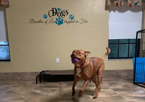 Country Paws Farm | Dog Boarding Service | Hudson