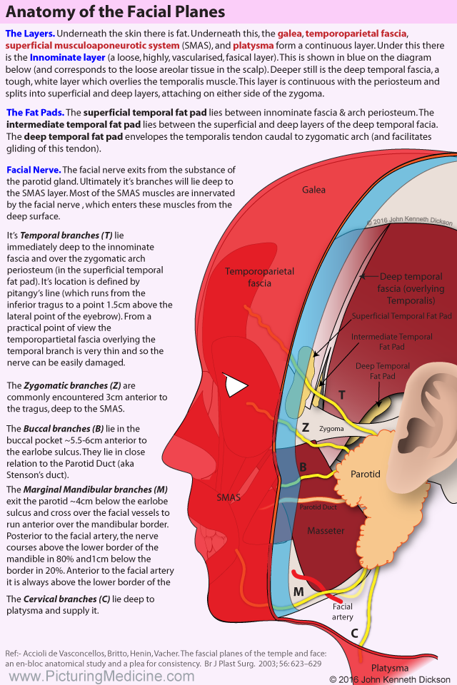The Fascial Planes of the Temple and Face | Home