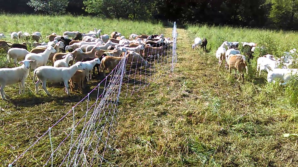 Fence Line Weaning