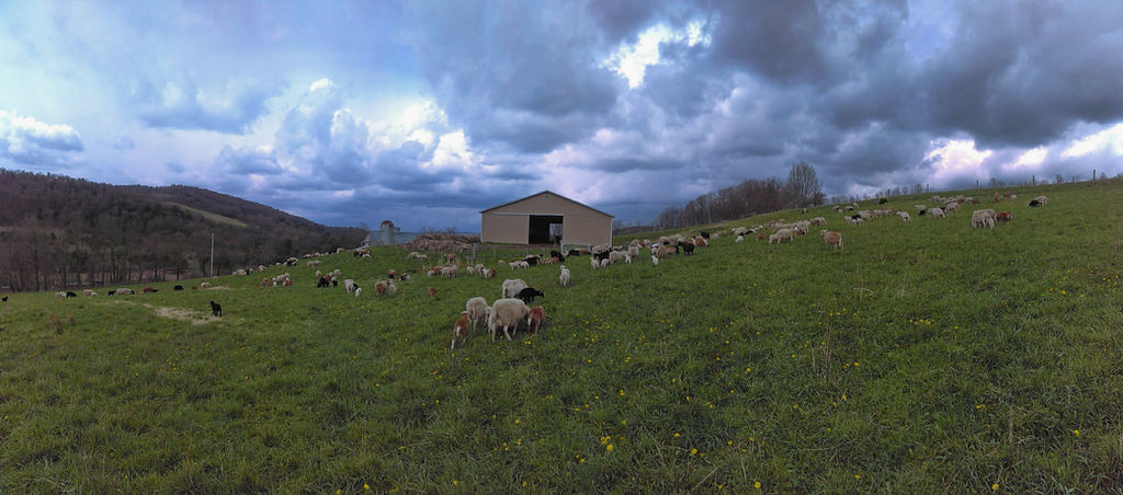 Gibraltar Farm - Katahdin Hair Sheep - NY