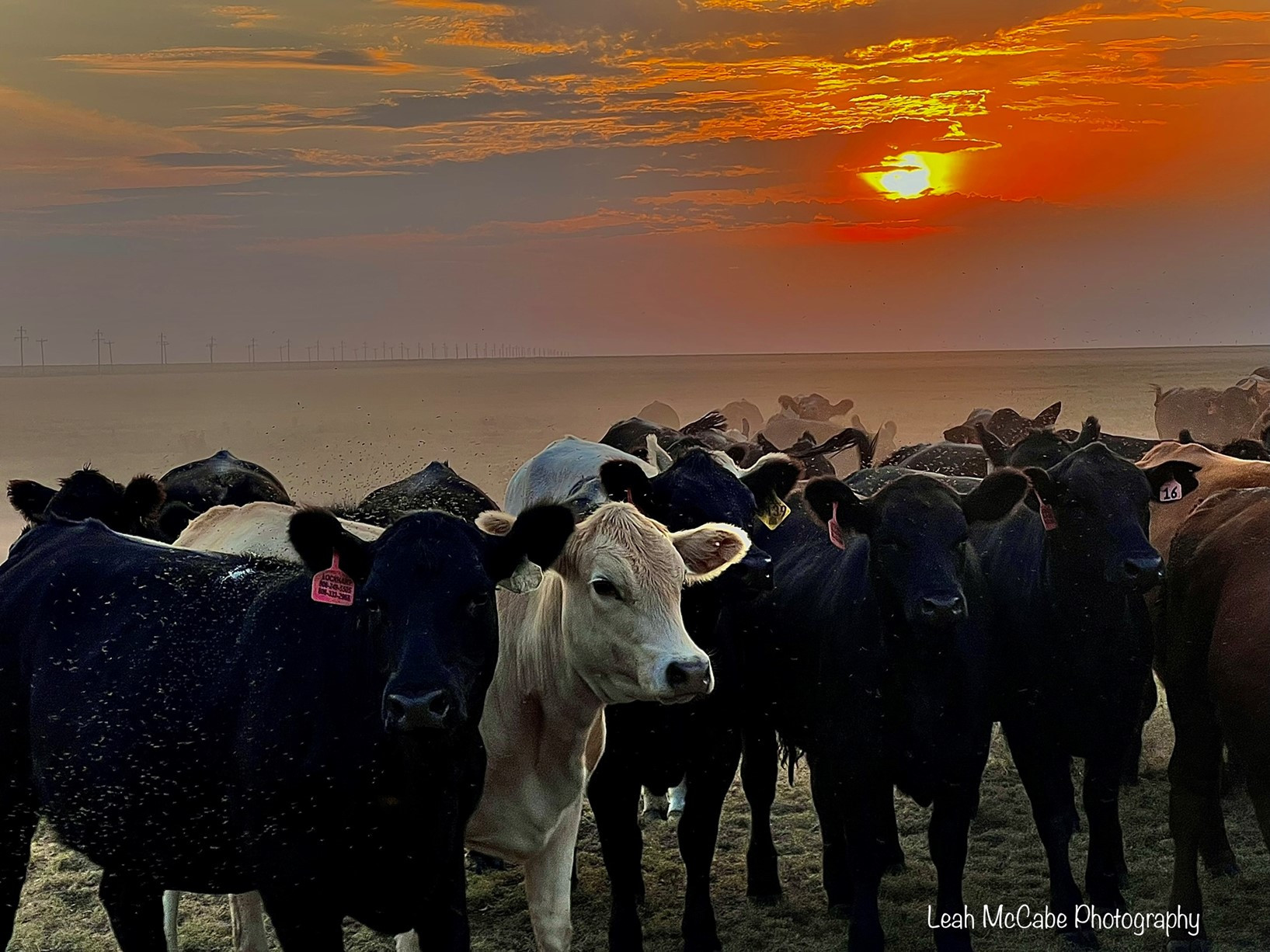 Contact | Cattleman's Livestock Commission Company | Dalhart, TX