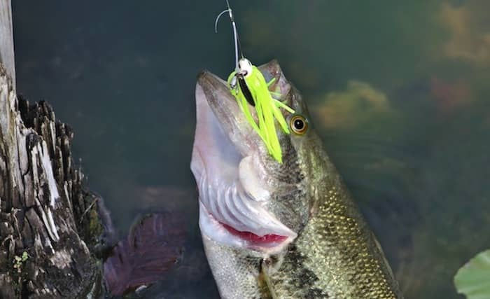 10 Best Spinnerbaits of 2022 - Bass Tackle Lures