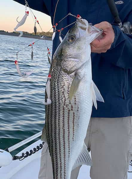 8 Best Umbrella Rigs for Stripers 2022 - Bass Tackle Lures