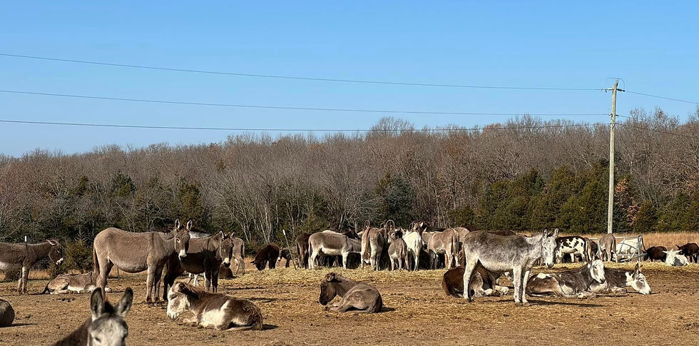 Virtual Adoption: How to Support Donkeys in Peaceful Pastures Donkey ...