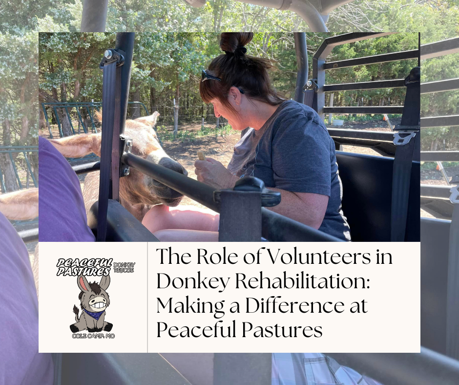 The Role of Volunteers in Donkey Rehabilitation: Making a Difference at ...