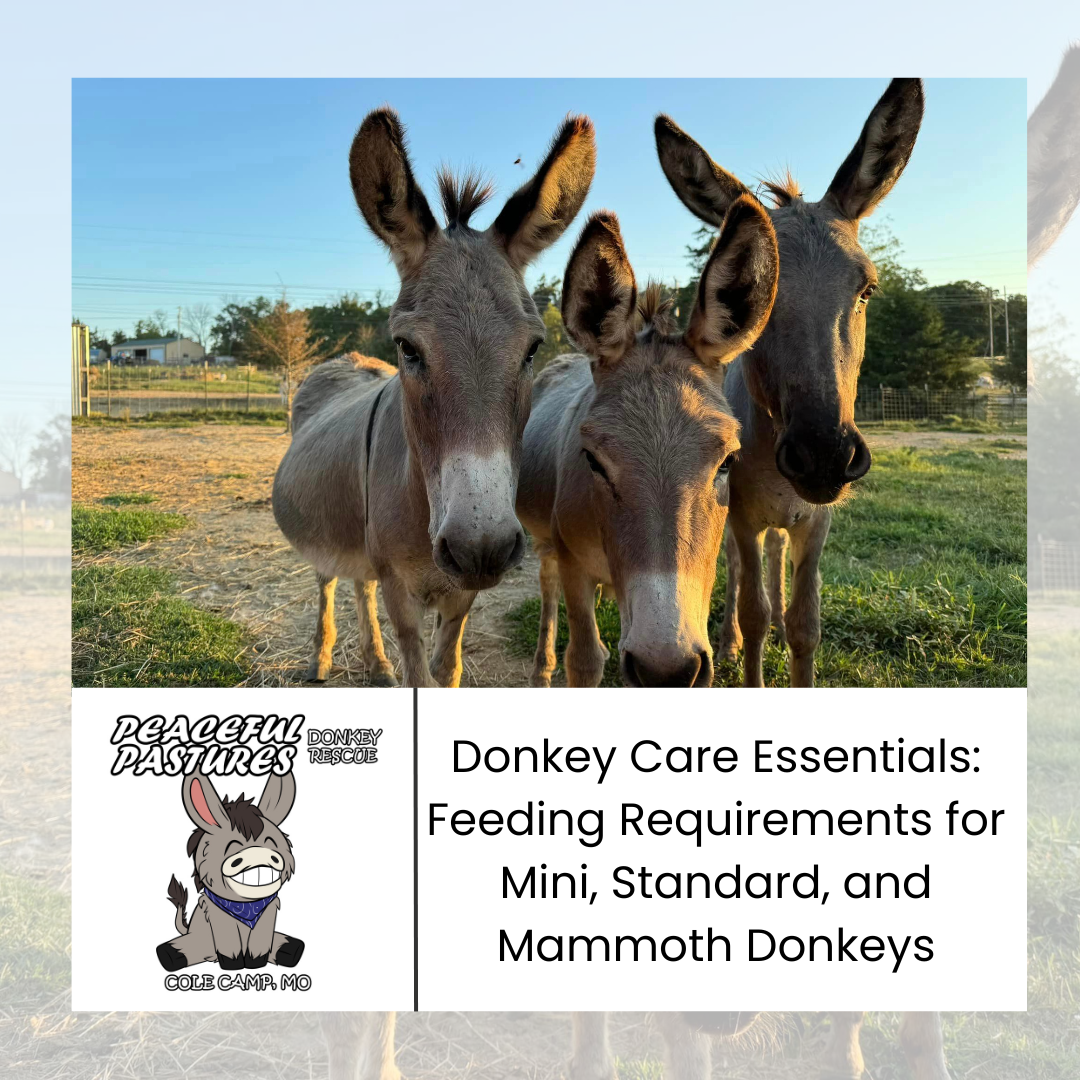 Comprehensive Feeding Guide for Mini, Standard, and Mammoth Donkeys
