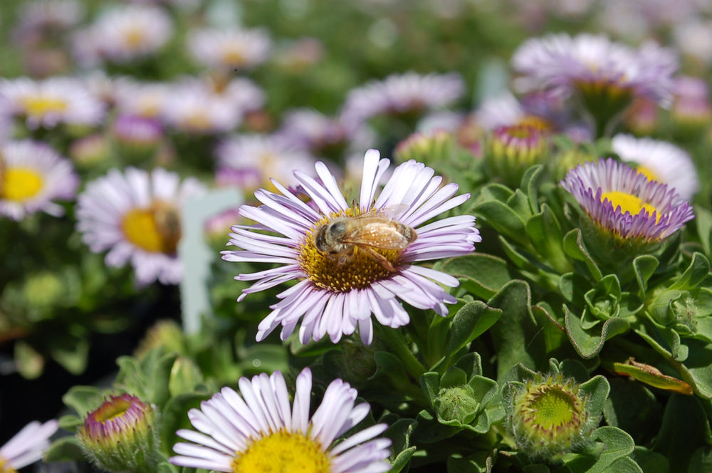 Erigeron glaucus ‘Cape Sebastian’ (CA Native)