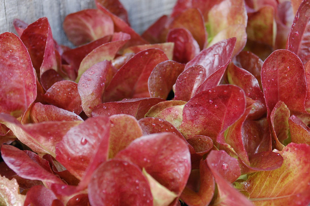 Lettuce Red-leaf Varieties
