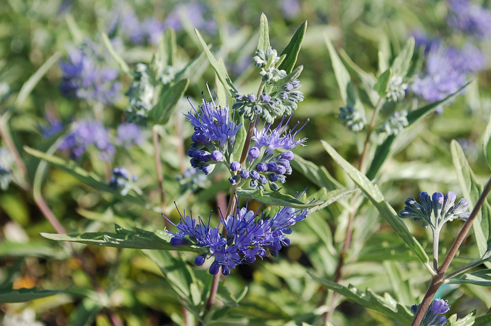 Caryopteris x clandonensis ‘Dark Knight’ (Blue Beard, Blue Mist Spirea)