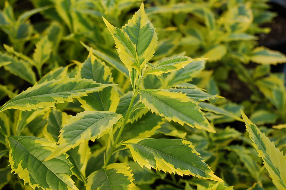 Duranta erecta ‘Gold Edge’