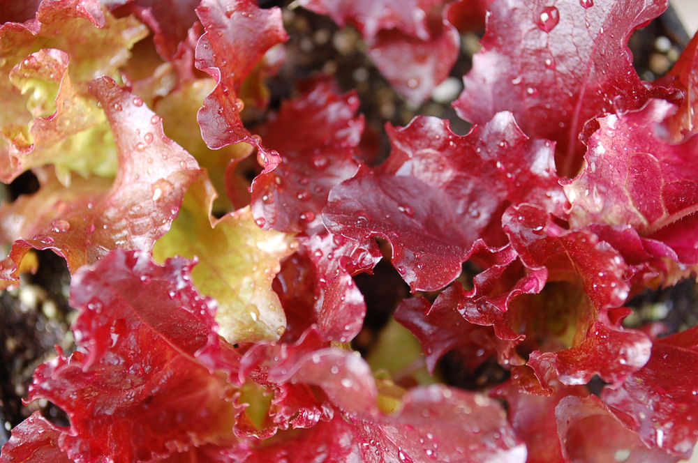 Lettuce Red-leaf Varieties