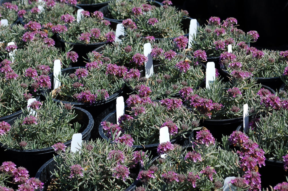 Teucrium aroanium (Gray creeping Germander)